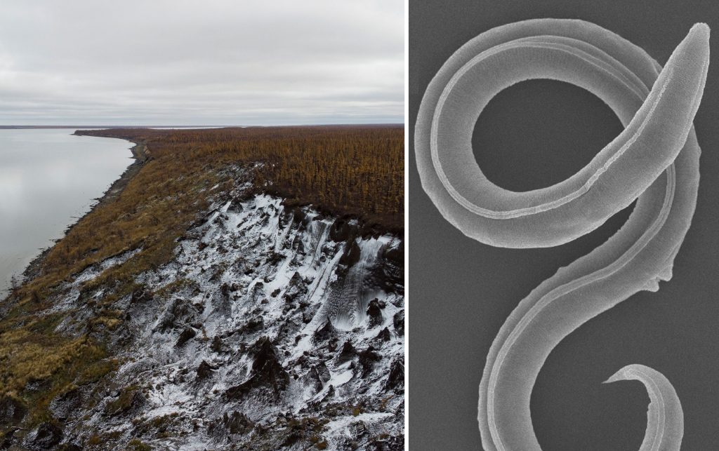 Prehistoric Life Reawakens: Scientists Revive 46,000-Year-Old Nematodes ...