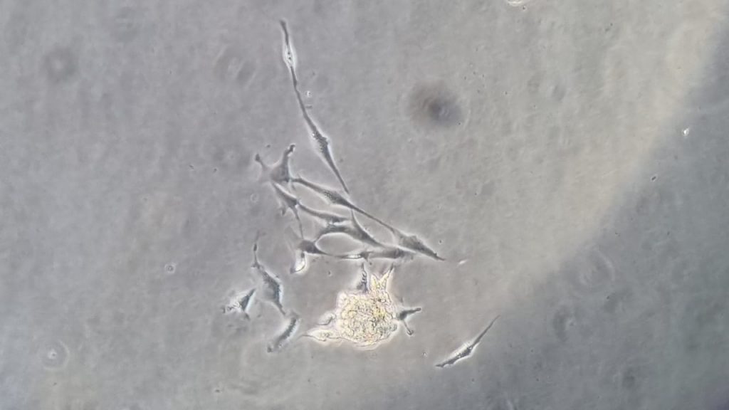 Dr. Olsson's Groundbreaking Genetic Synthesis Brings Real-Life Gryphon ...