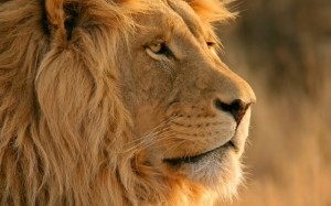 Lion Ark Movie Review