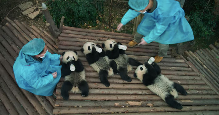 Pandas Gets A New Adorable Movie Trailer