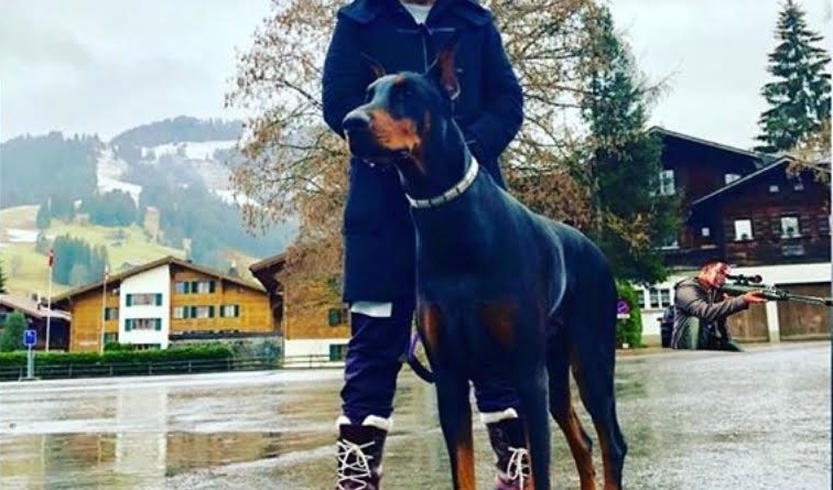 Vader, Billionaire Alki David’s Towering Doberman, Dead at 6